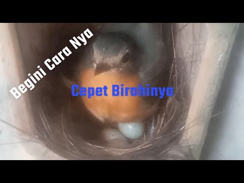 Tips Cara Menaikan Birahi Betina Tledekan Gunung - YouTube