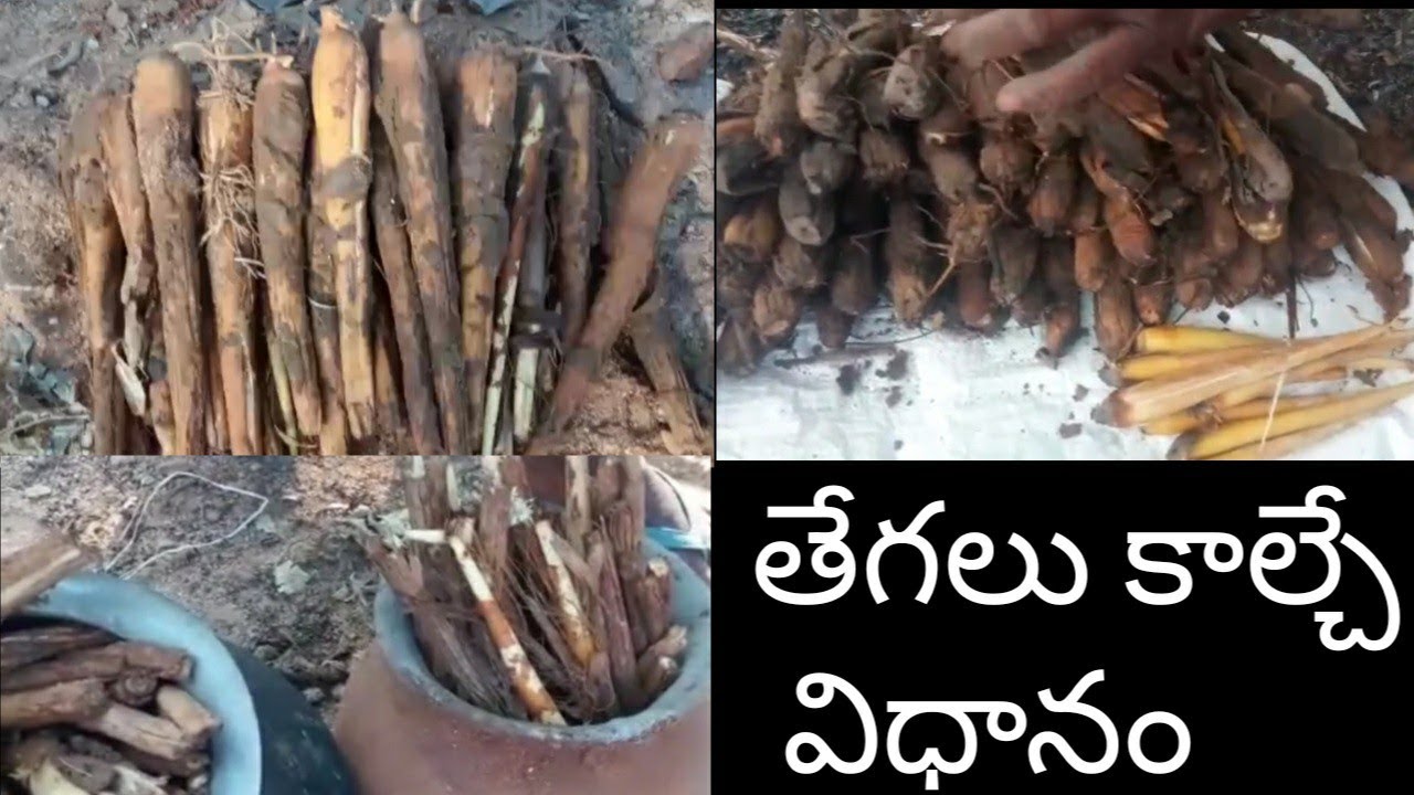తేగలు కాల్చే విధానం/ thati tegalu/Patakalapu vantalu - YouTube