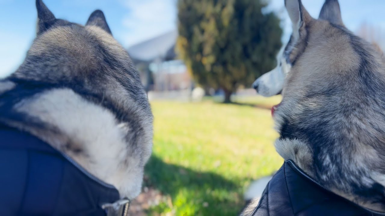 A Fun Day at the Park with Our Huskies, Mochi & Cynthia! 🌳🐾 - YouTube