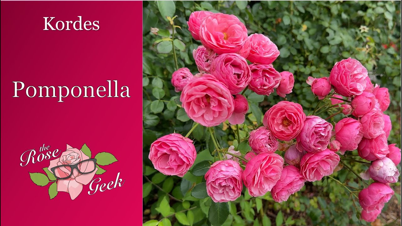 🌹 Pomponella Rose / Kordes / Pink roses / ‘KORpompan’ - YouTube