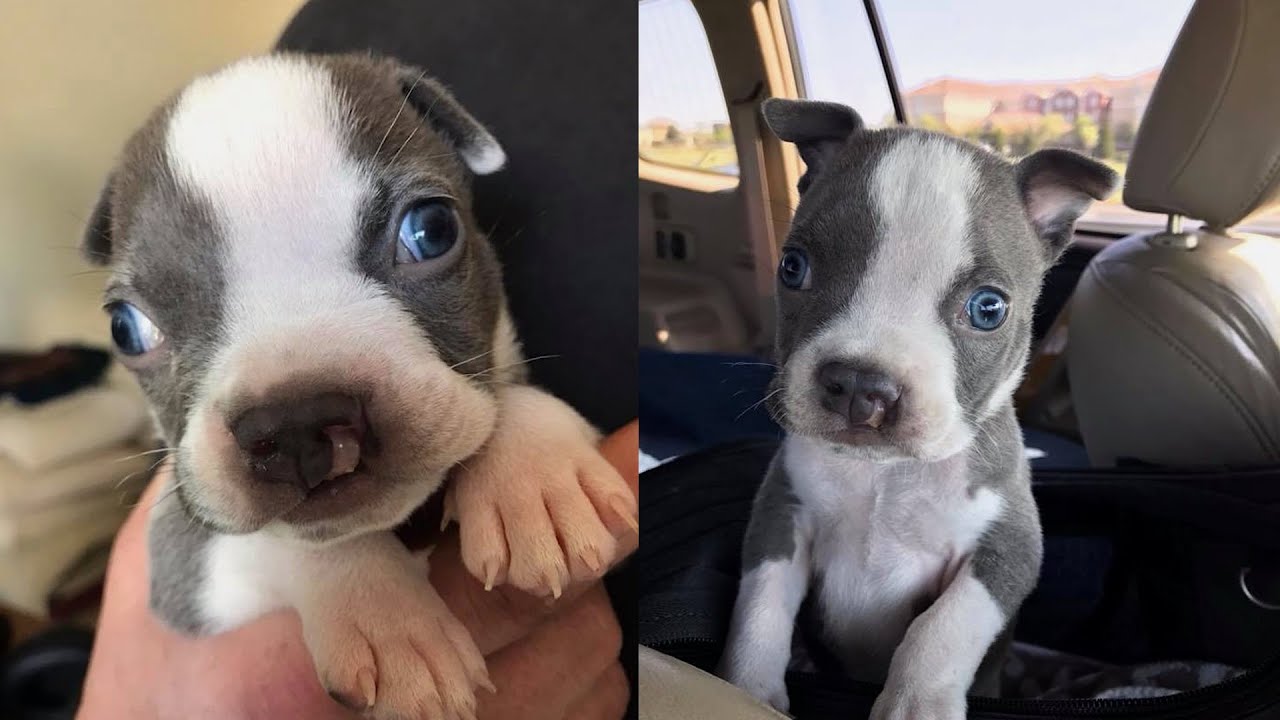 Tiny Frenchie Puppy Was Born With Cleft Lip And Palate But Transform ...