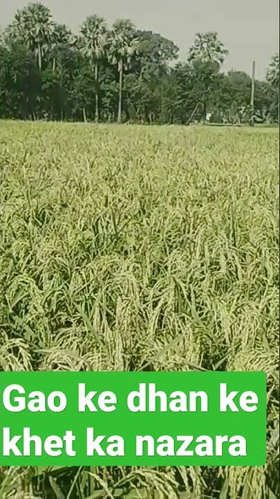 dhan ke khet ke nazara।।gao ke dhan ke khet ka nazara - YouTube