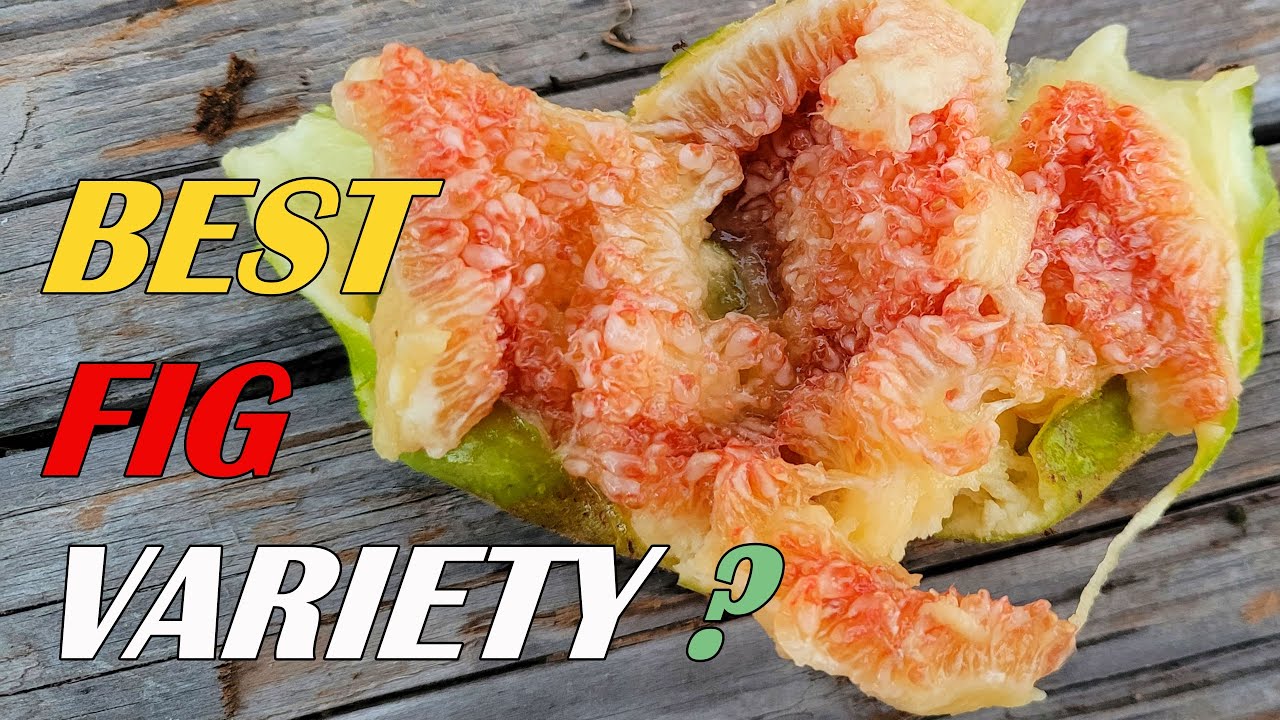 Big, Sweet and Juicy Fig Variety | Best Fig Variety | Fig Taste Testing ...
