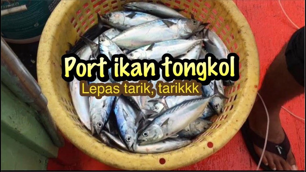 Apollo ikan Tongkol 100 Mata - YouTube