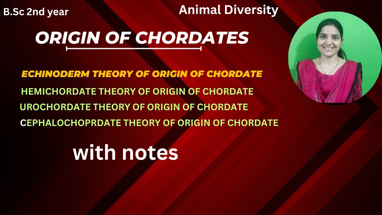 Origin Of Chordates||Echinoderm, Hemichordate Urochordate ...