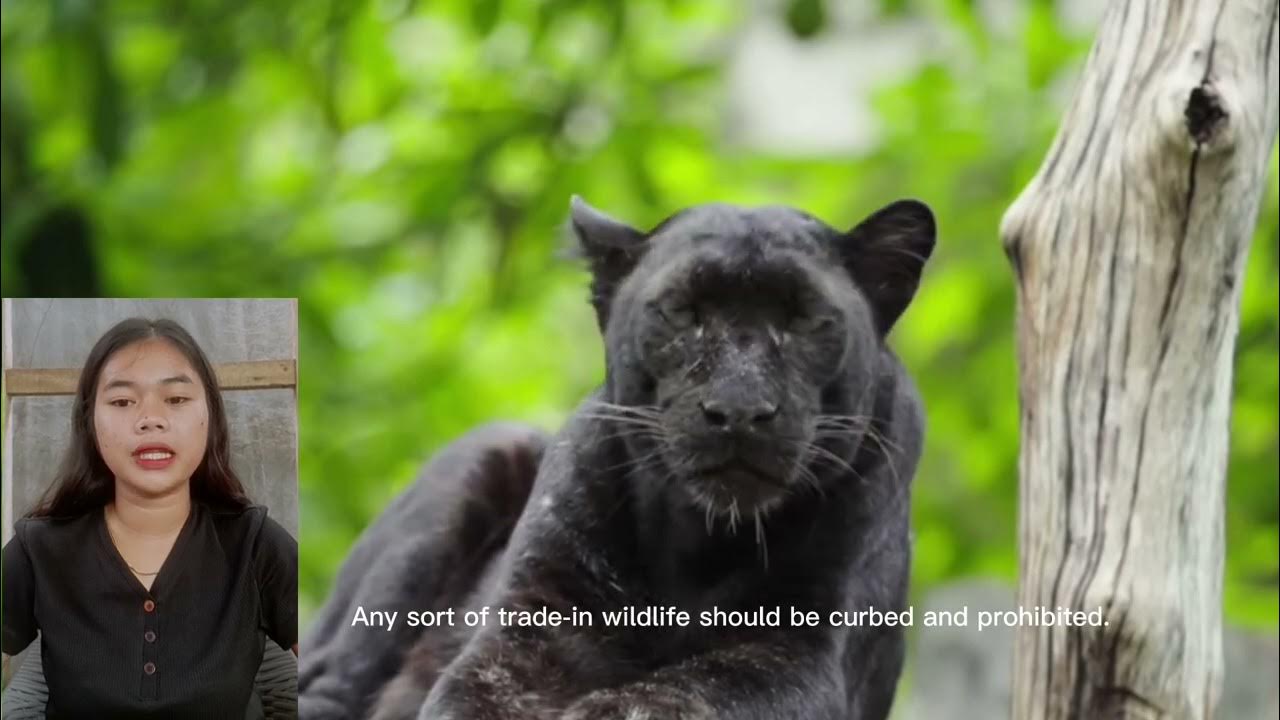 PERSUASIVE SPEECH "PRESERVATION OF WILDLIFE" - YouTube