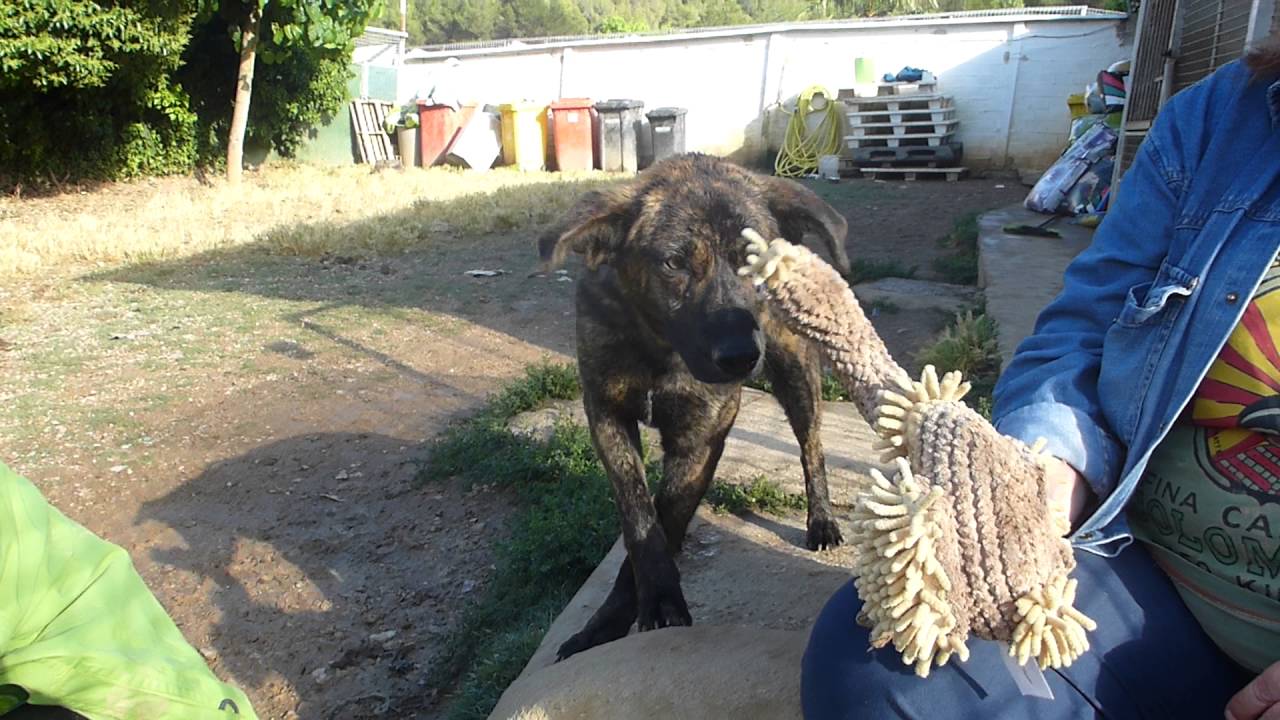 Canguelo-06/16_www.tierhilfe-verbindet.de - YouTube