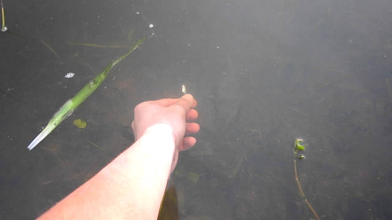 How To Catch Big Bass Youtube