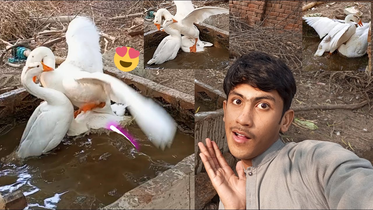 Yah Ducks kya kar rahi hain😍wow🤩!!! Haseeb home birds, - YouTube