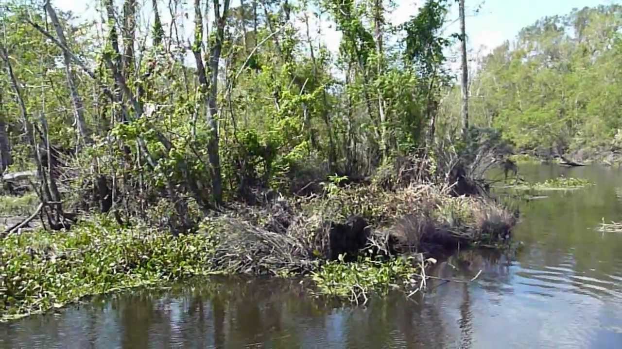 Passing By The Cabin Manchac Swamp With Cajun Pride Swamp Tours Of