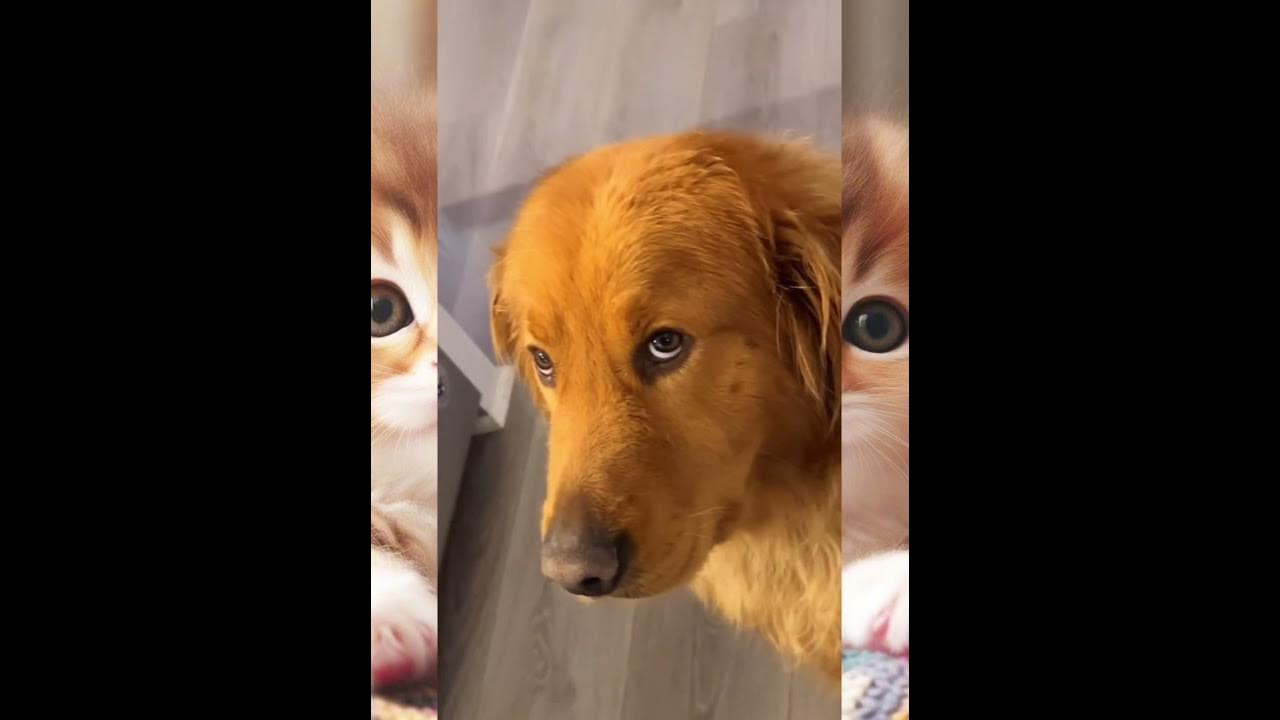 "Paws Vibes: Dogs Give Each Other Amazing Compliments!" - YouTube