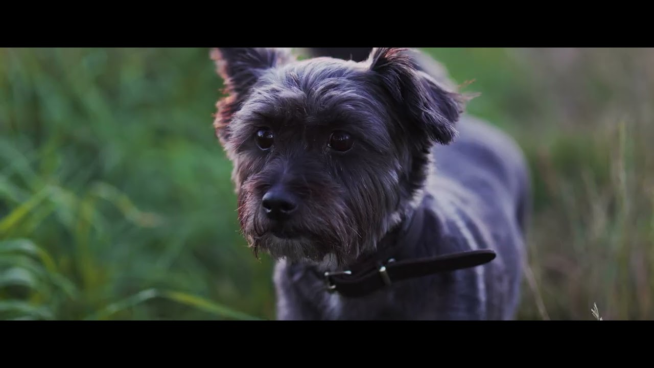 Cinematic dog video shot with sony a7iv - YouTube