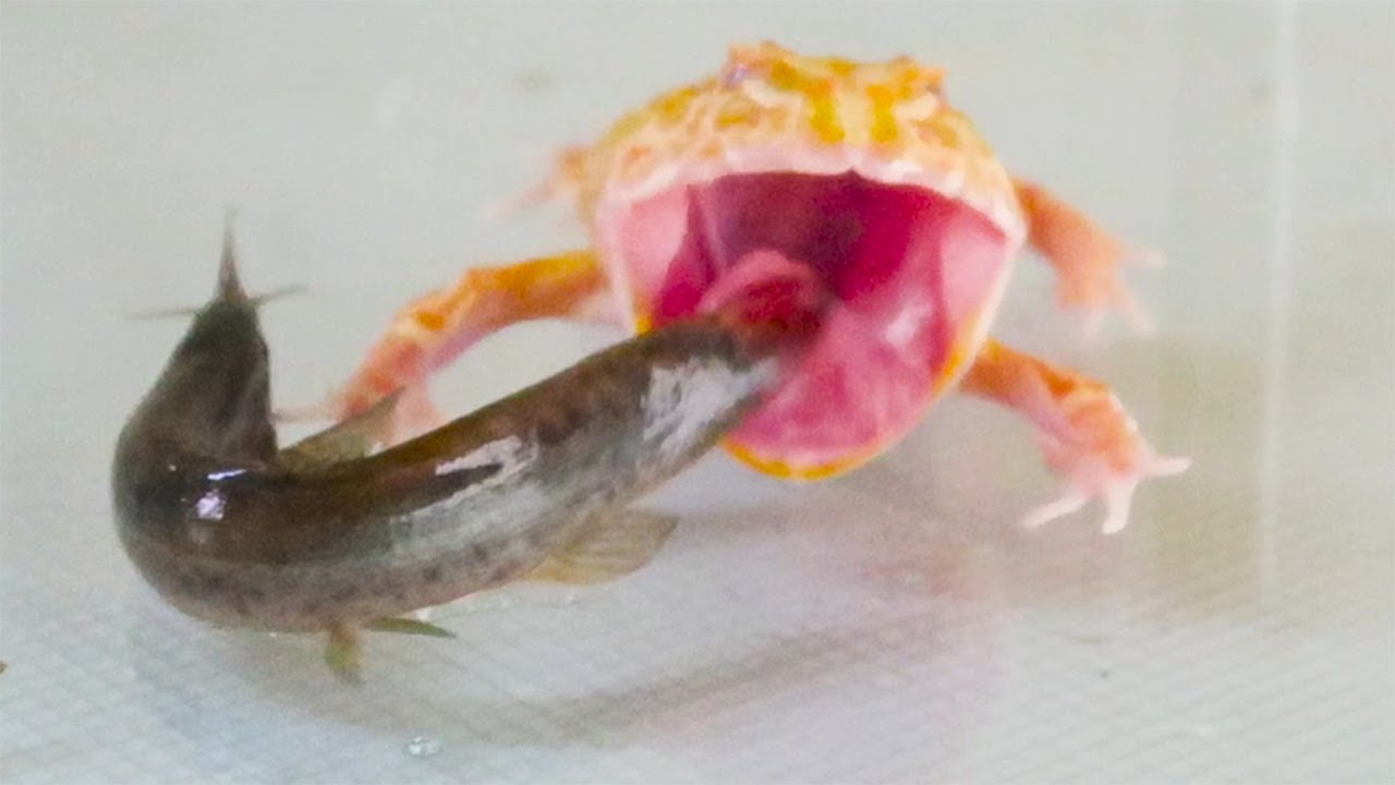 What will happen when Fried Loach Fish meet Pacman frog ? - YouTube