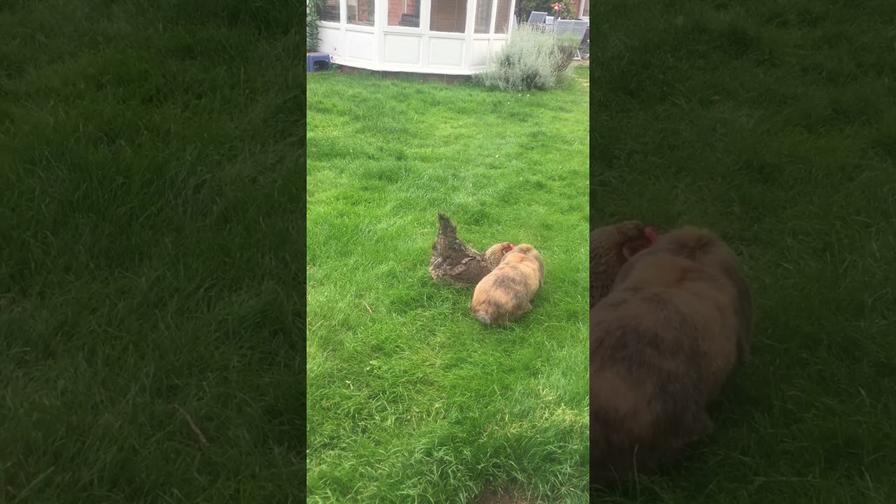 Rampant Rabbit Live. - YouTube