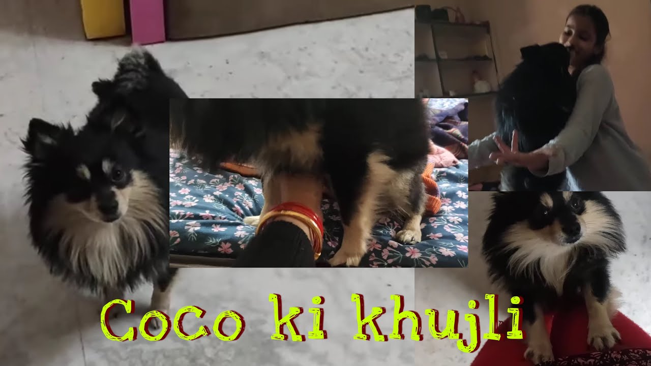Coco ko khujli karvane mein bada maja aata hai || Me mohini || coco dog ...