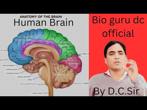 The Human Brain: A Complete Overview (Flow Chart).Part-1. - YouTube