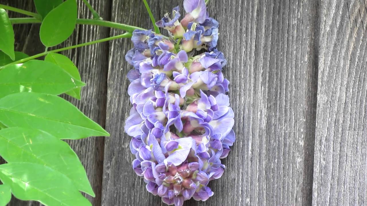 Test Footage of Canon PowerShot SD4500 IS