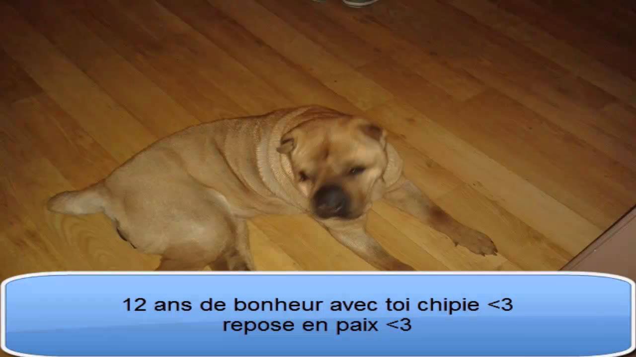 Hommage à mon chien chipie ♥ - YouTube