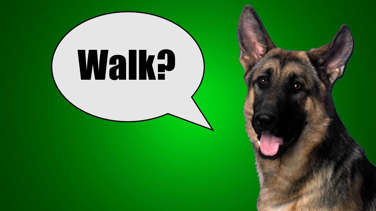 If Dogs Could Talk 3 - YouTube