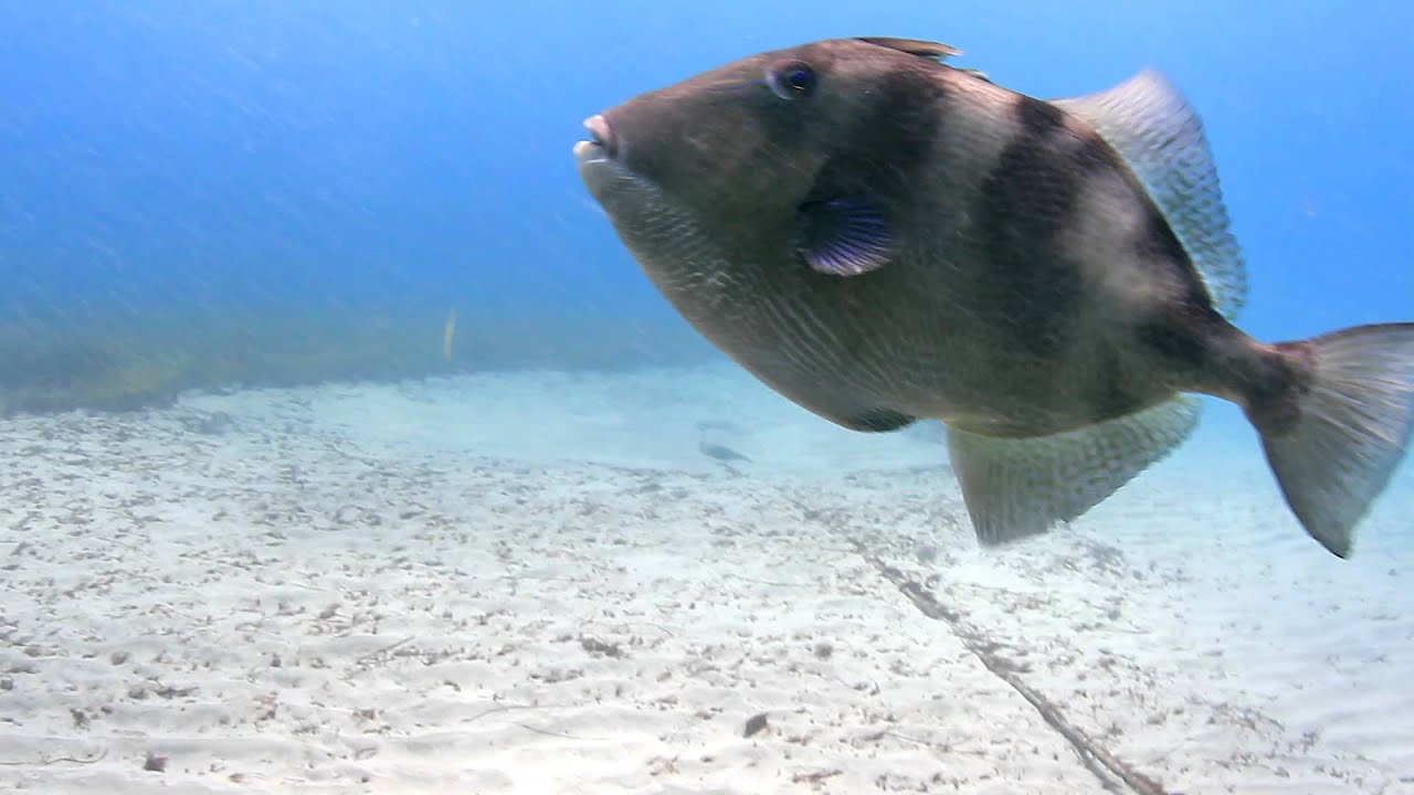 Grauer Drückerfisch - YouTube