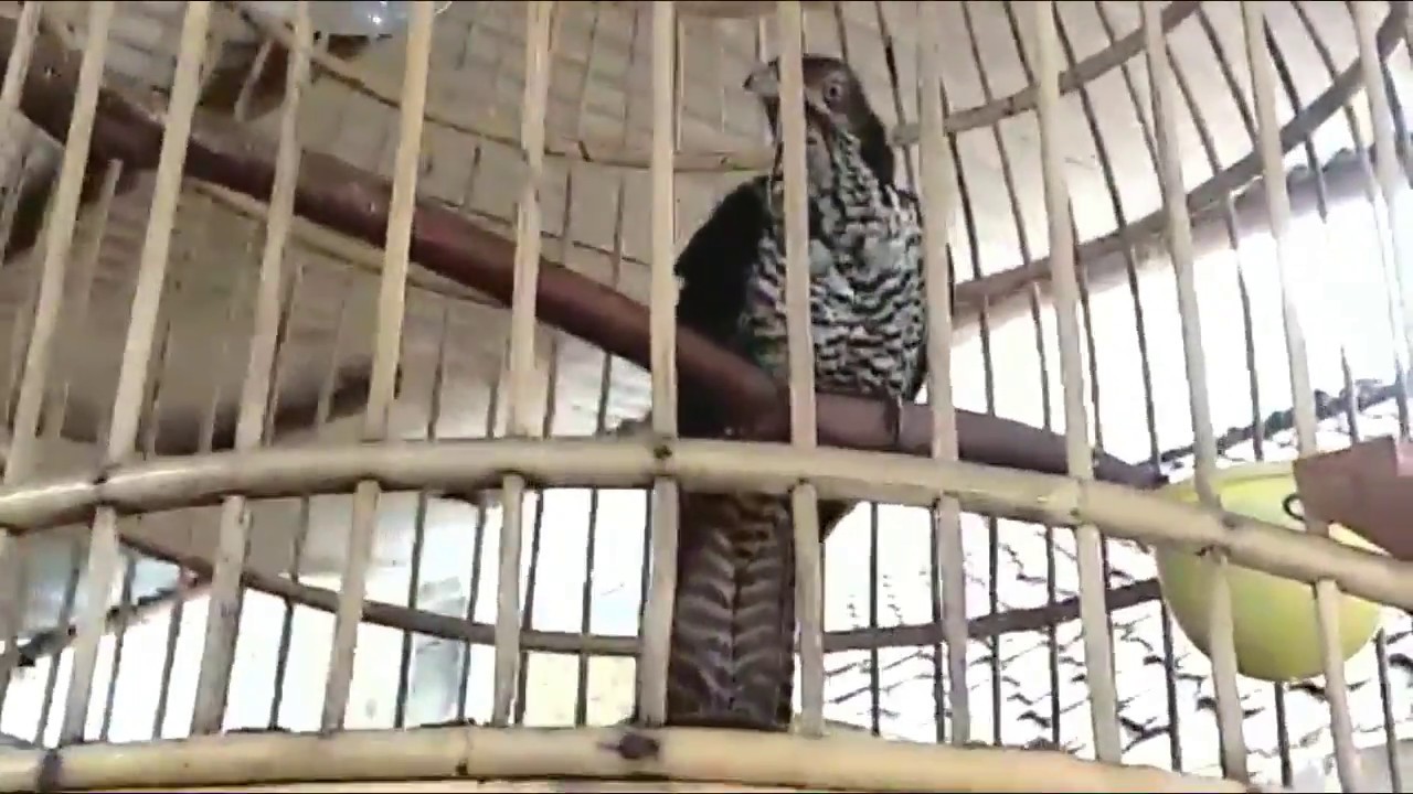 Burung Tuwu Ngoceh Suara Kenceng Super Power - YouTube