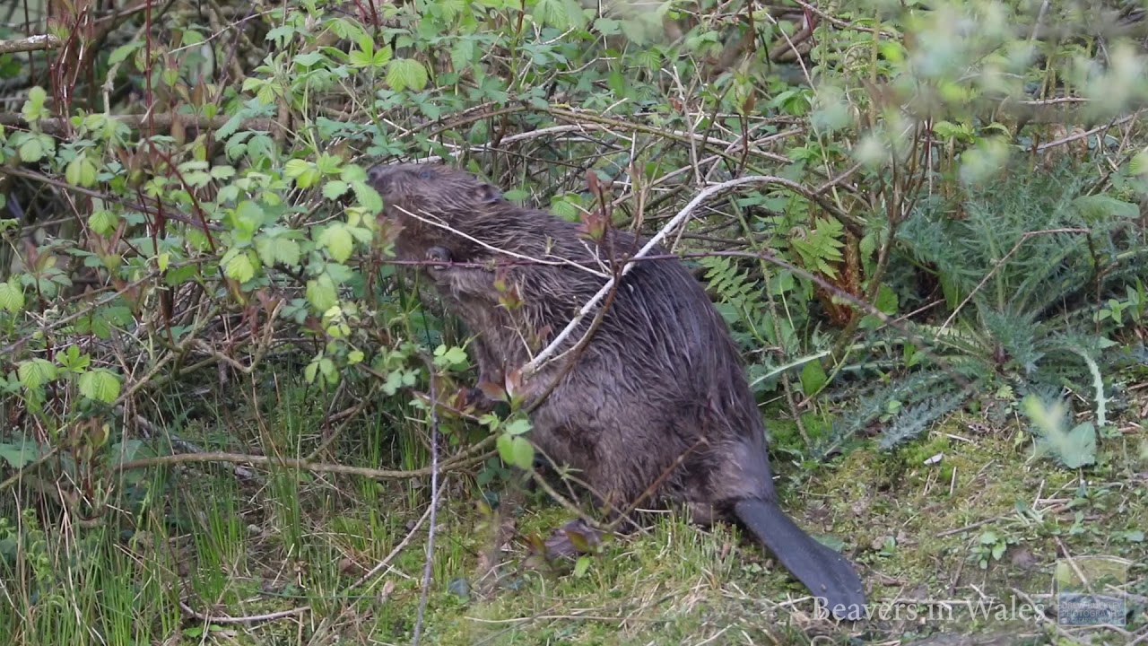 Beavers in Wales - YouTube