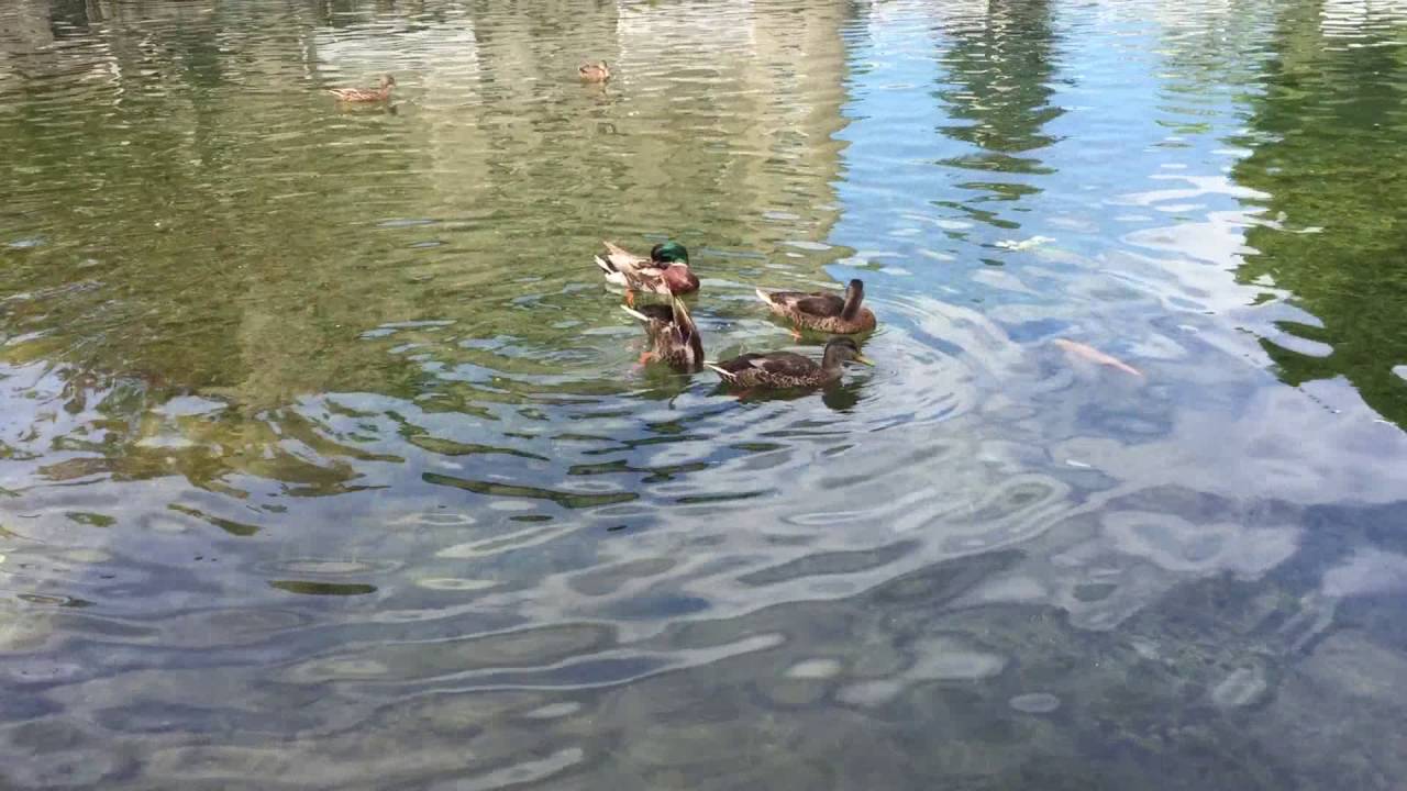 Spring Dam Park - Roaring Spring, PA - Ducks, Fish and Fountain - 07/22 ...