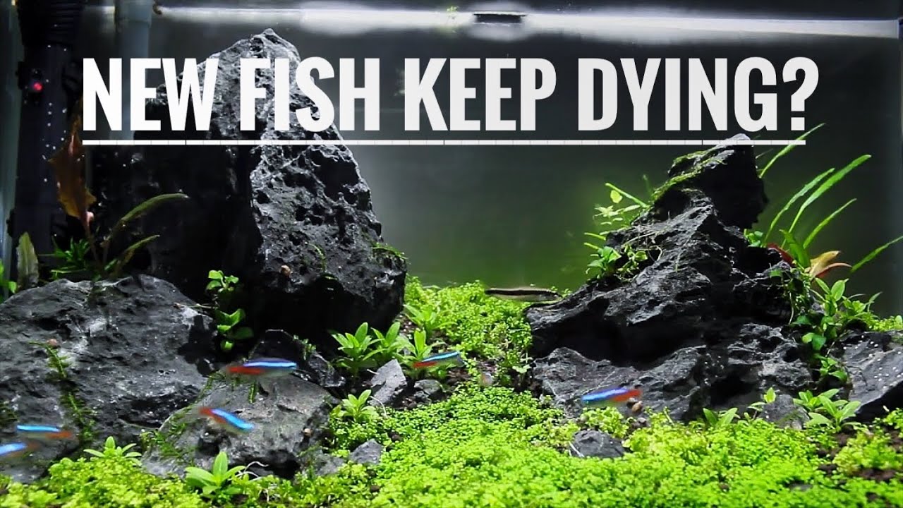 How to: ACCLIMATE NEW FISH! A beginners guide to aquariums (step by ...