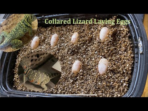 Collared Lizard Laying Eggs - YouTube