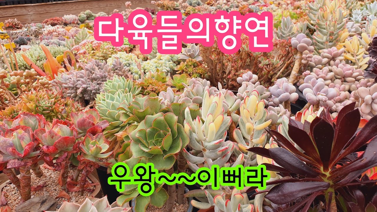 다육들의향연아도데스묵둥이아메치스이미인구미리블루엘프무지개비욘세금흑법사철화젠틀리자금둥근잎토오즈🌼🌸23213