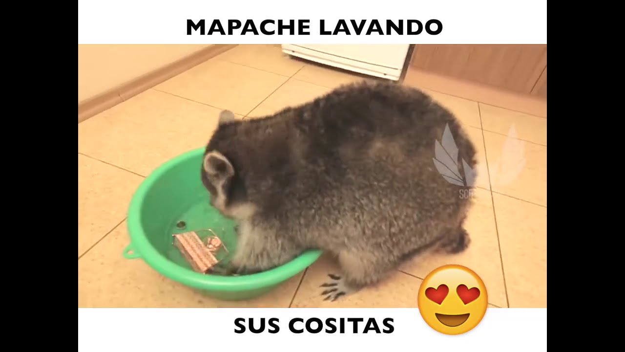 Mapache lavando sus cositas - YouTube