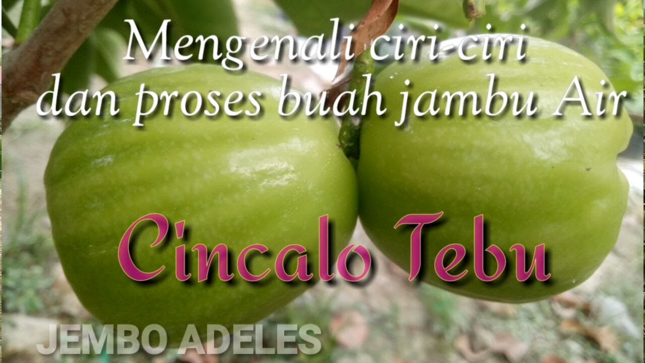 Mengenali Ciri dan buah jambu air Cincalo Tebuh @jembo adeles - YouTube