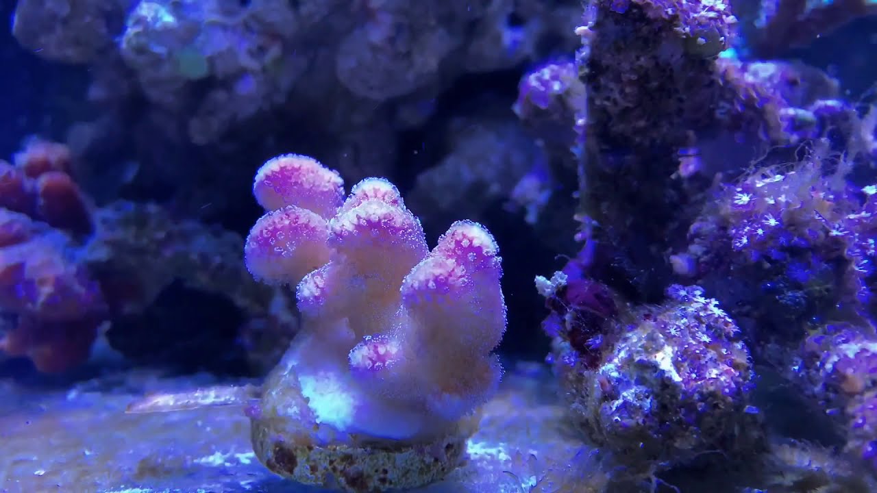 My New SPS Nano Tank - Added New Frags Finally Arived - YouTube