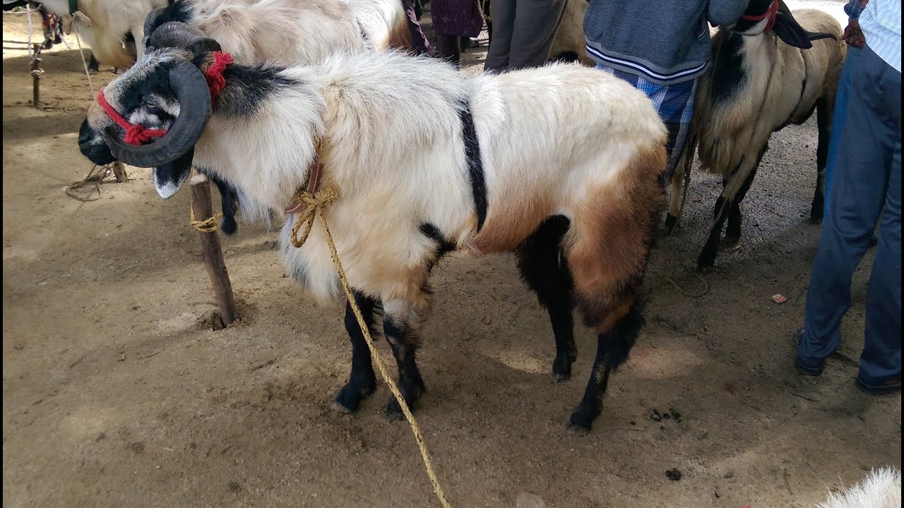 Heavy Nellore Judipi Bakra 2020 | Big Bakra - YouTube