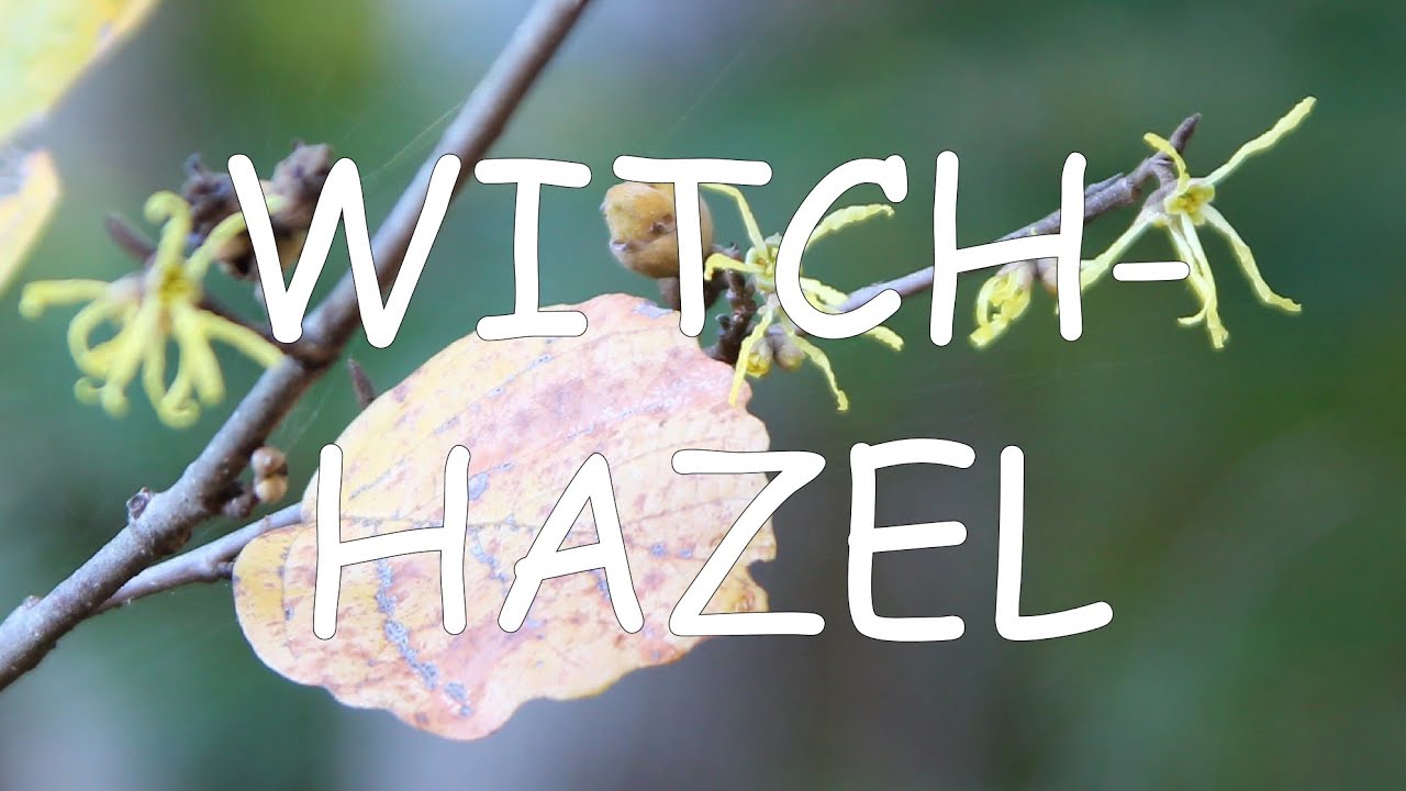 How to identify witch-hazel (Hamamelis virginiana) | TREE ID #12 - YouTube