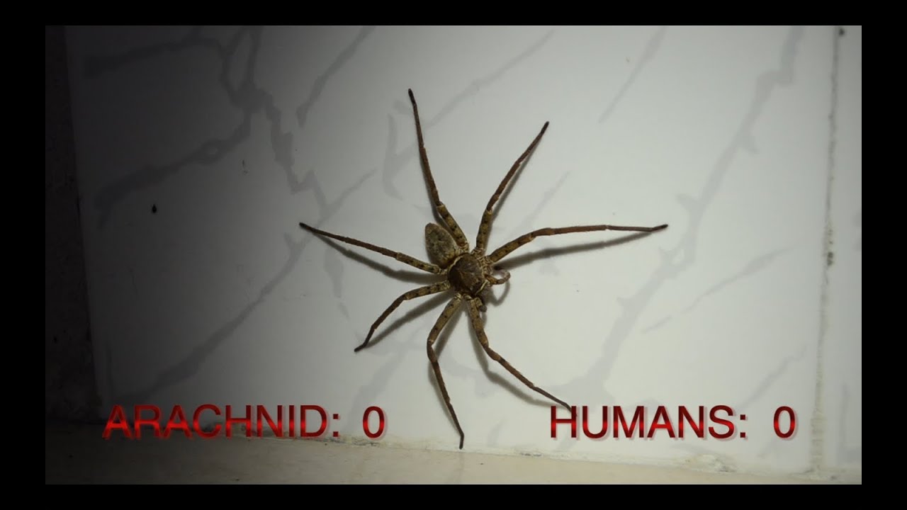 Arachnid vs. Humans - YouTube