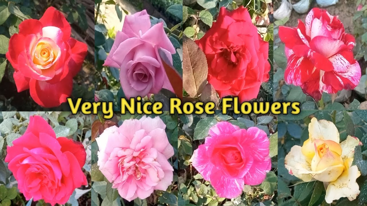 Rose Varieties With Names / Rose Varieties In India / Rose Types In ...