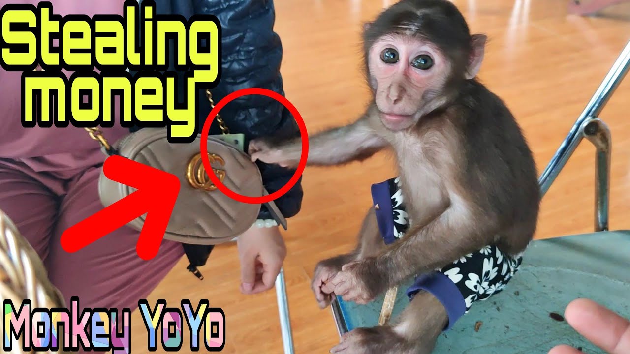 Monkey YoYo Jr STOLE Mom's money to pay for coffee|Monkey Baby YoYo ...