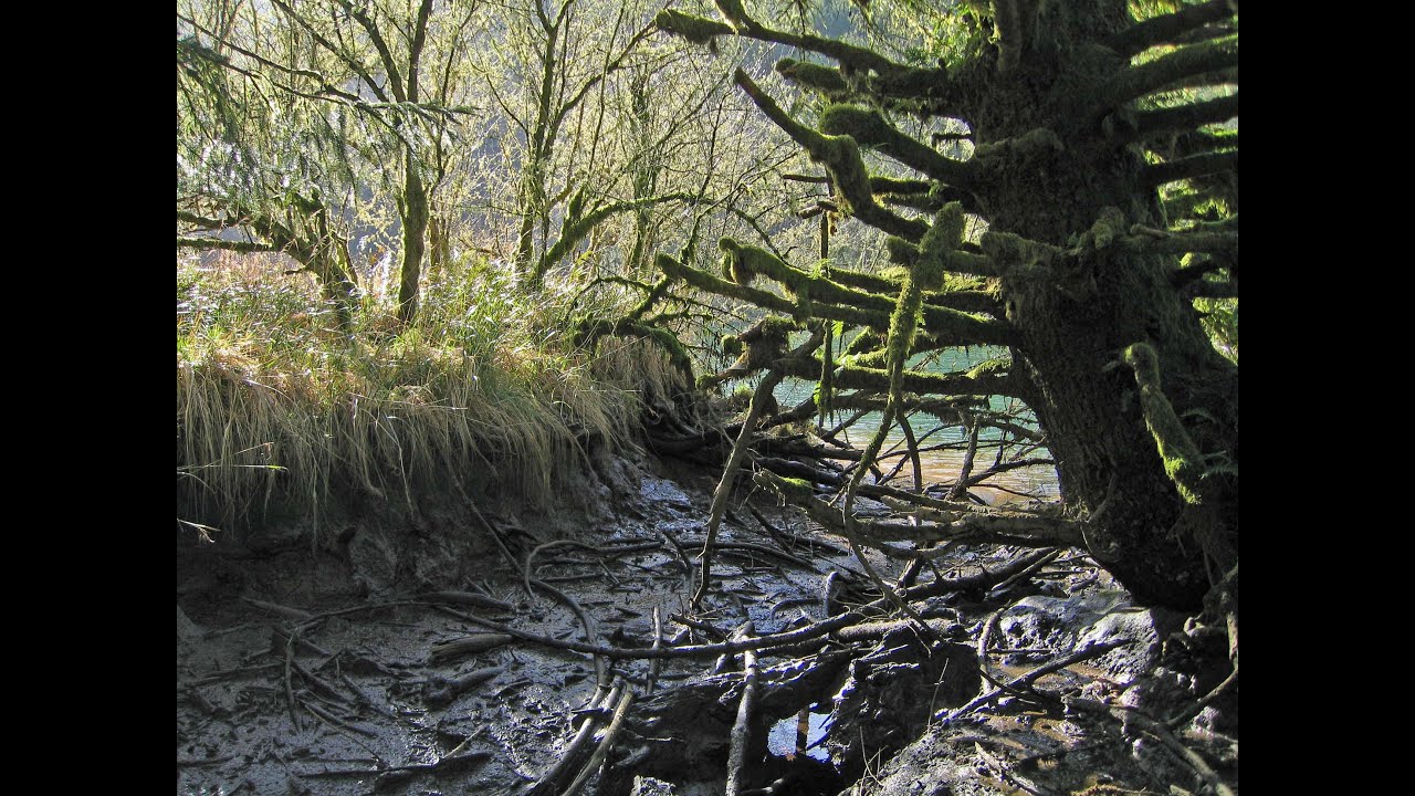 Pacific NW forested and scrub-shrub tidal wetlands - YouTube