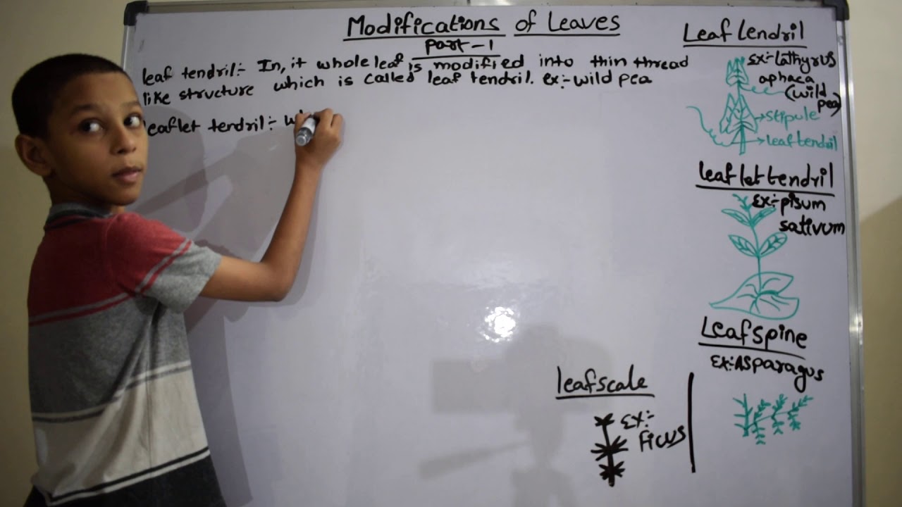 Leaf Modification Part 1 Biology NEET Foundation YouTube leaf-modification-part-1-biology-neet-foundation-youtube