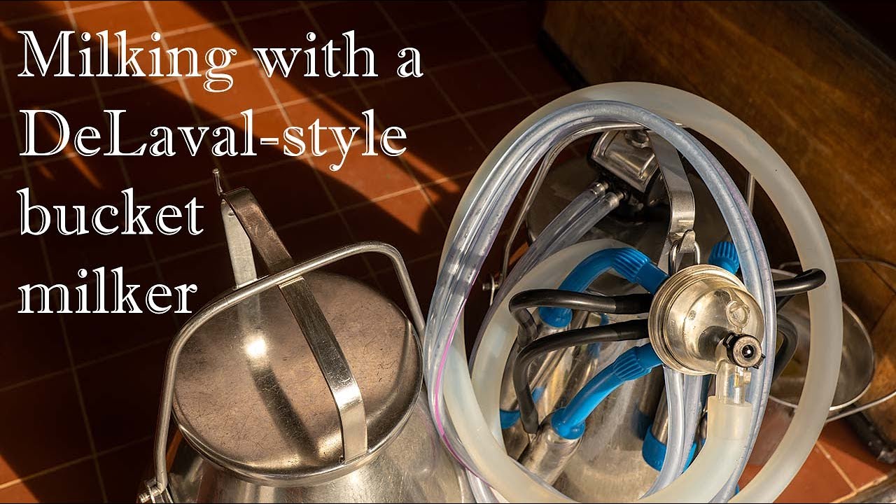 Tutorial: Milking Cows with DeLaval-style Bucket Milking System - YouTube