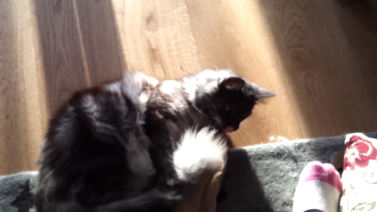 Toucha da fishy?/Патрогаю рыбку? - YouTube