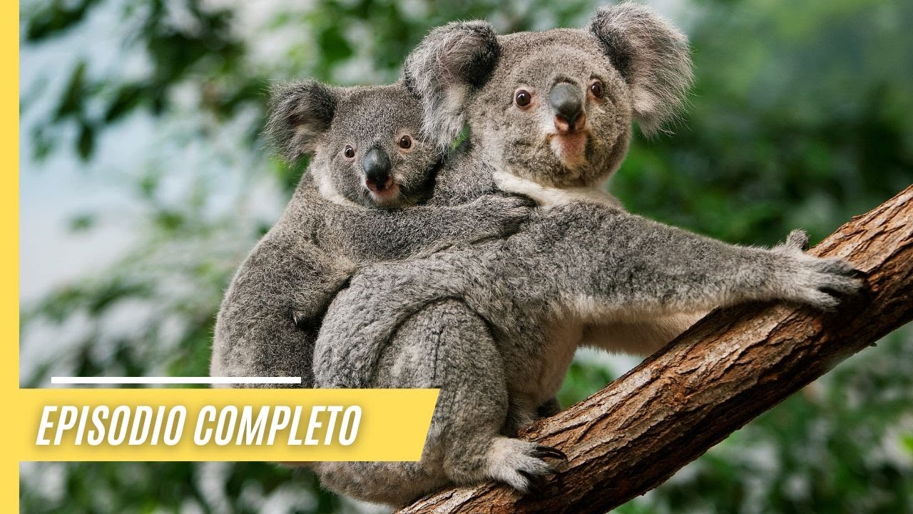 Las grandes historias de los marsupiales: Datos fascinantes sobre los ...