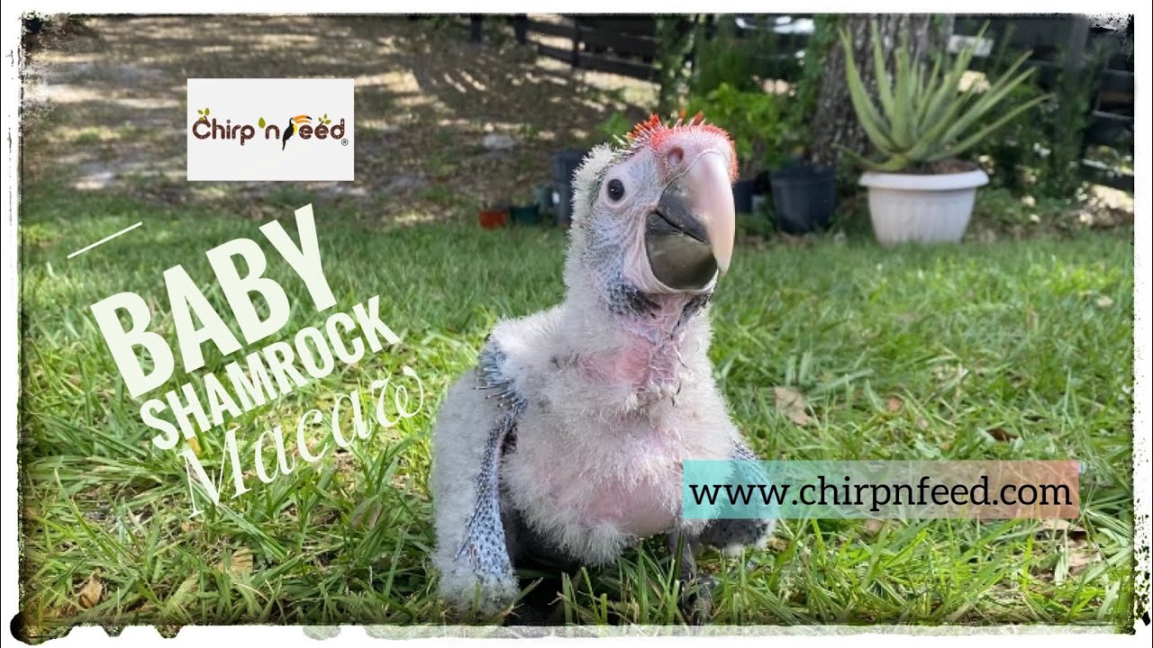 Shamrock Macaw | Hybrid Macaw - YouTube