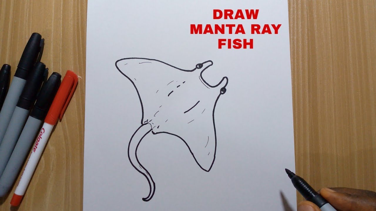 How to draw a manta ray step by step - YouTube