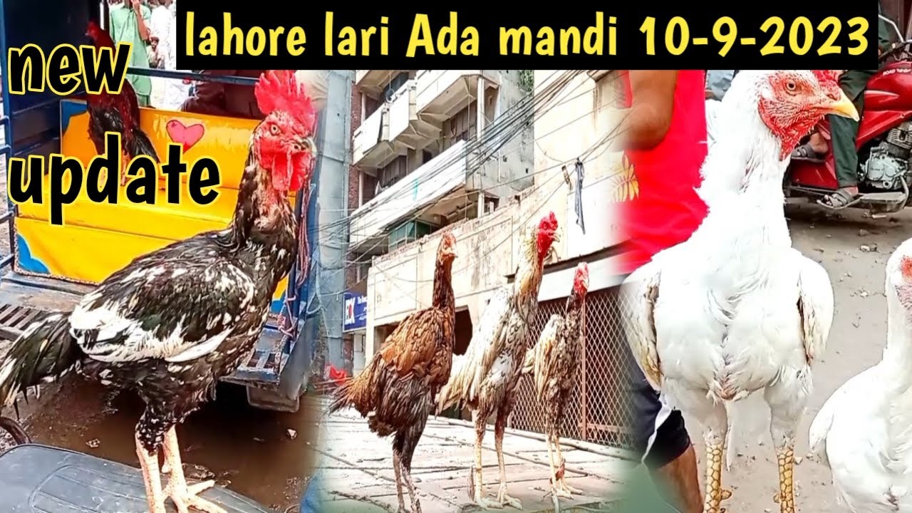 Lohore Lari Ada Aseel Murga Mandi Update 10-9-2023 - YouTube