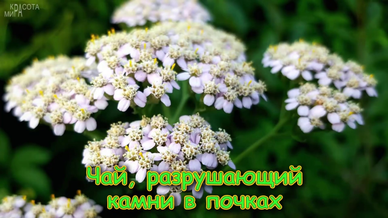 ЧАЙ, РАЗРУШАЮЩИЙ КАМНИ В ПОЧКАХ - YouTube