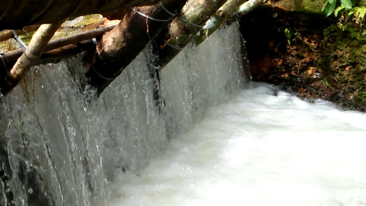 Kerala ootha fish 🐠 - YouTube