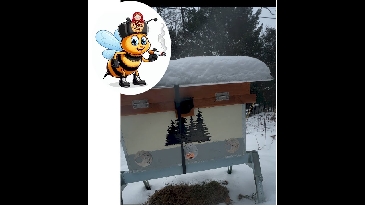 Wintering USDA Russian bees in Maine #honeybee #winter #honey #bee # ...