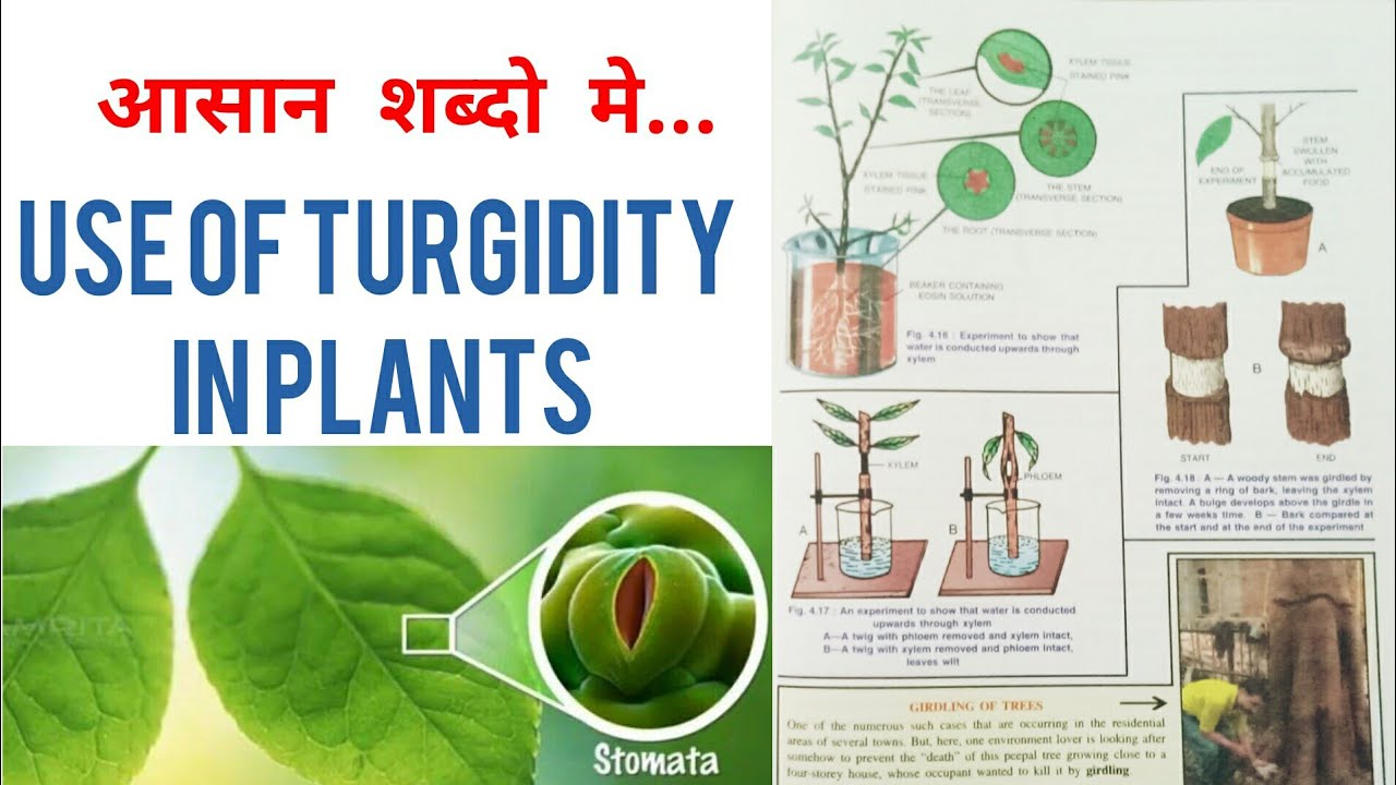 Use of Turgidity to Pants - YouTube